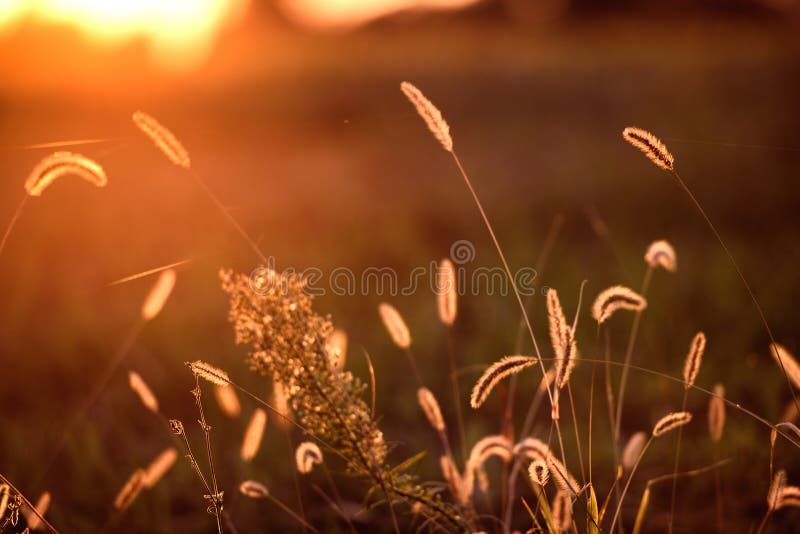 Grass Meadow in Golden Hour Sunset Sunrise Sunlight Stock Photo - Image ...