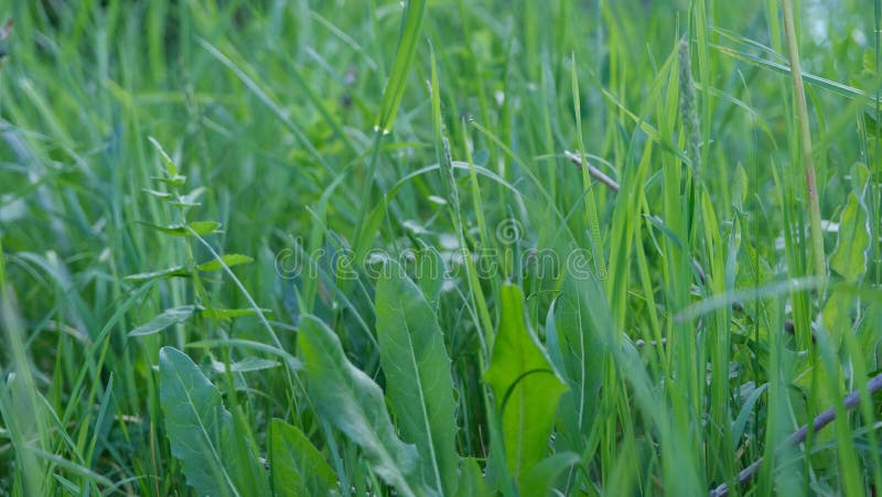 Grass Meadow Green Different Types of General Plan with a Blurred ...