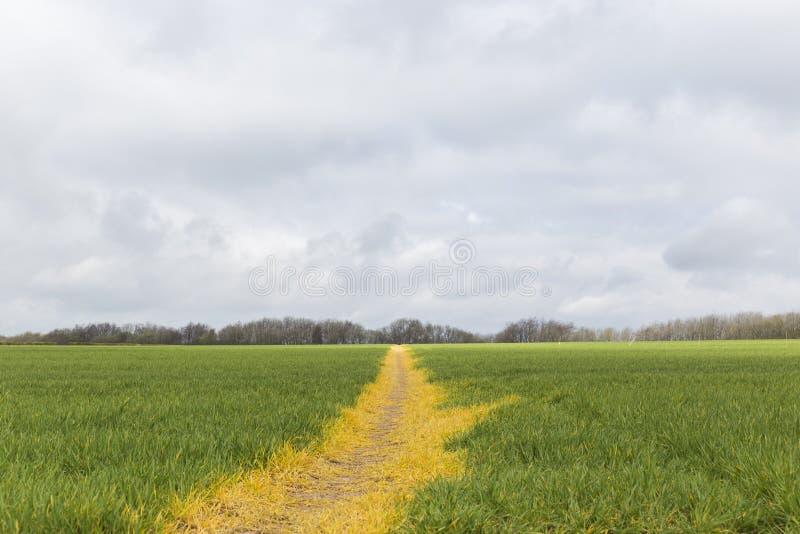 Grass meadow stock photo. Image of grass, agriculture - 183303054