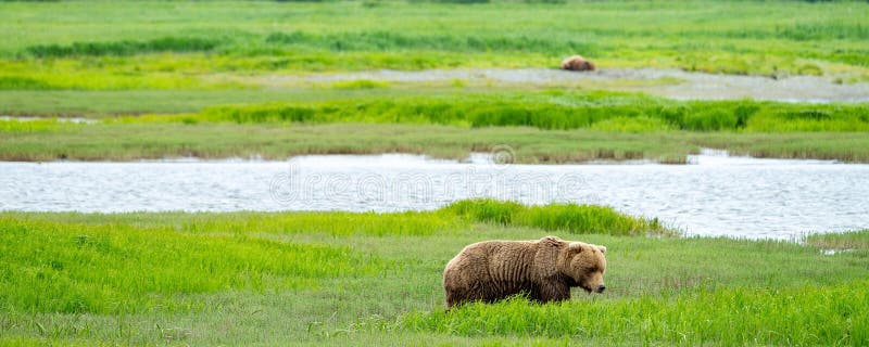Grass Meadow with a Huge Alaska Costal Brown Bear Stock Image - Image ...