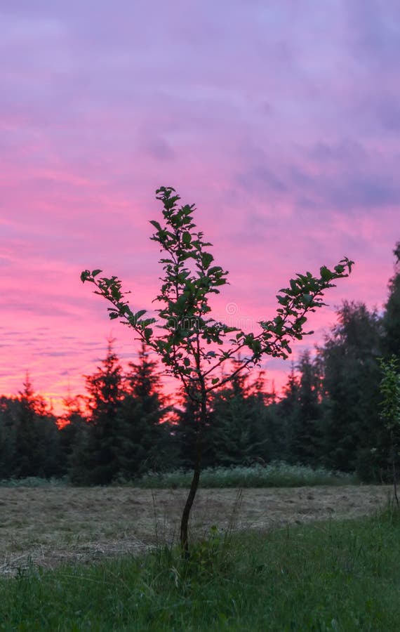 Beautiful Scenic Nature View. Summer Landscape. Evening in Countryside ...