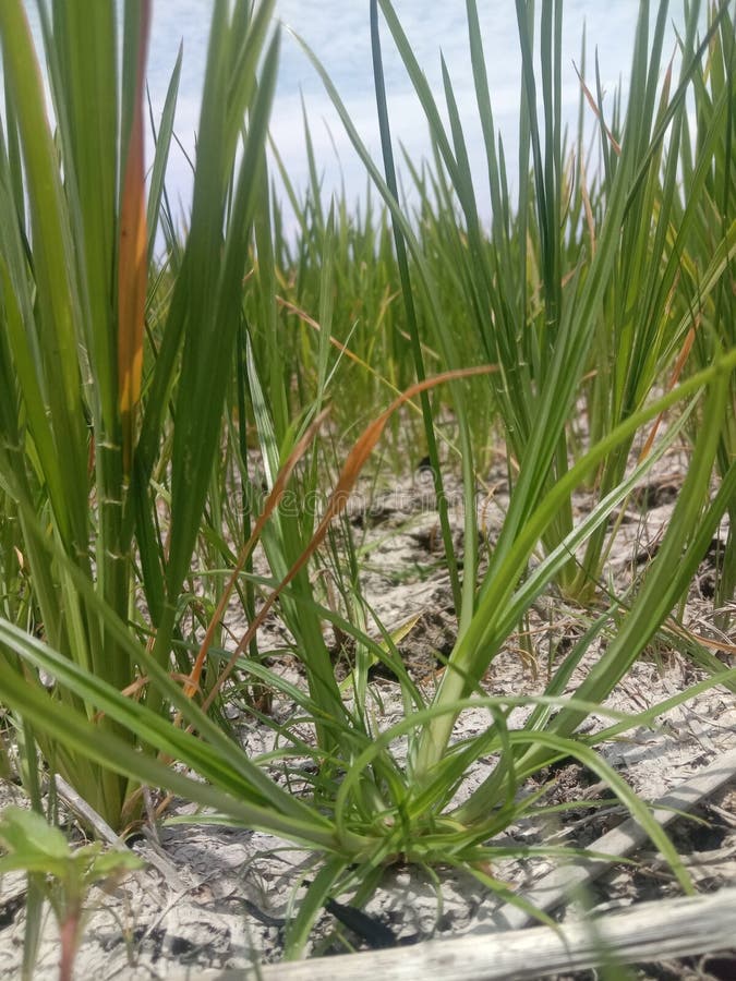 Grass in the Middle of Rice Fields Stock Photo - Image of middle ...