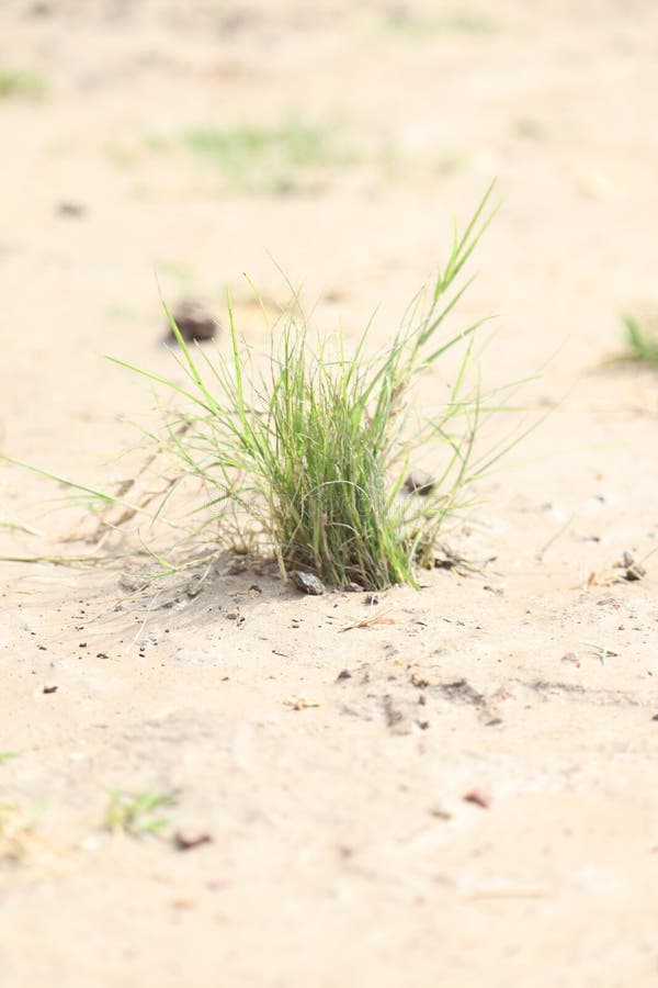 Grass or Monocotyledon in the Field Stock Image - Image of sedge, leaf ...