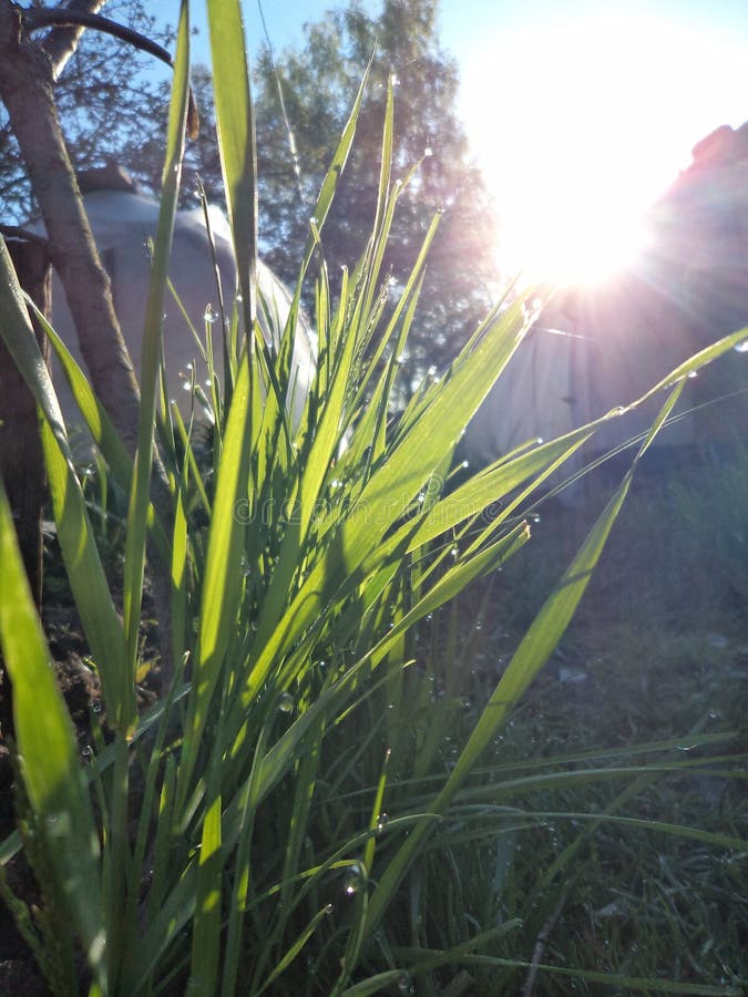 Grass with Morning Dew in the Garden. Spring. Stock Photo - Image of ...