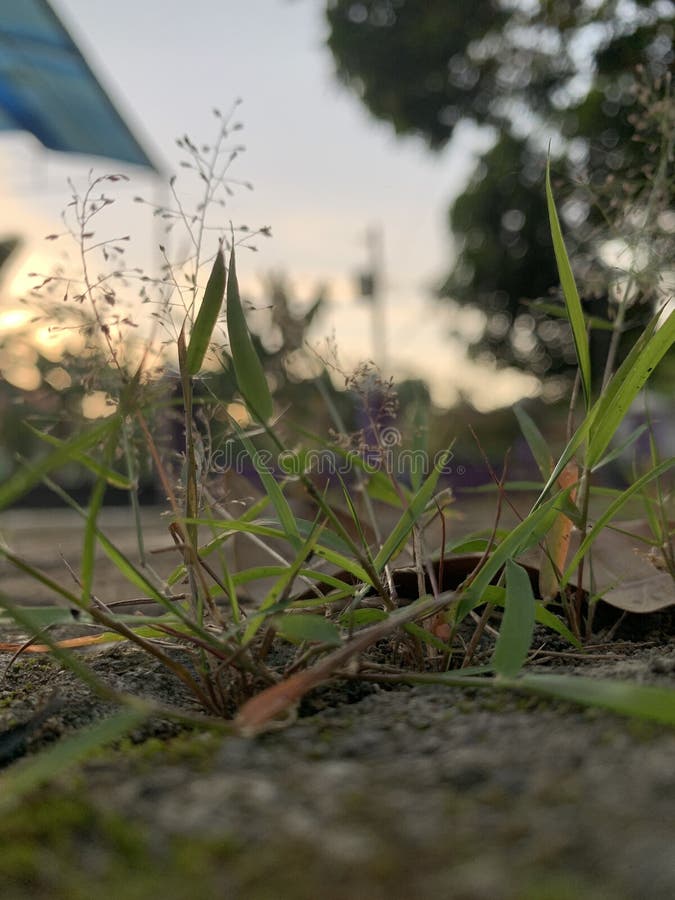 Grass in the morning stock image. Image of morning, grass - 223444737