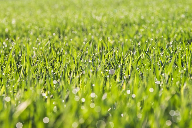 Grass in morning light stock photo. Image of sunny, leaf - 69623640