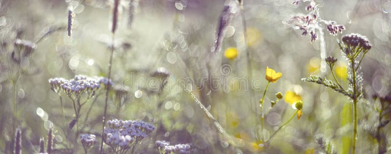 Grass on a Morning Meadow with Beautiful Light Bokeh Stock Image ...