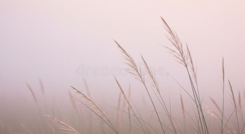 Grass in Morning Mist stock illustration. Illustration of serene ...