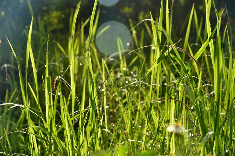 Grass in the Morning after Rain Stock Photo - Image of transparent ...