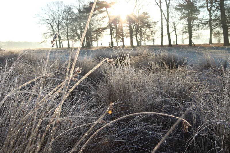 Morning Due on Grass in the Sun Light Stock Image - Image of water ...