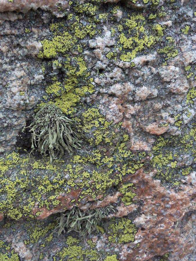 Moss and Grass on the Rocks Stock Image - Image of herbal, effect ...