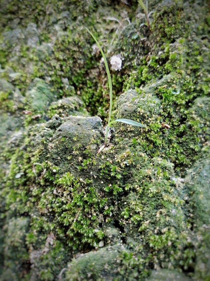 Grass and Moss on the Rocks Stock Image - Image of green, grass: 252003251