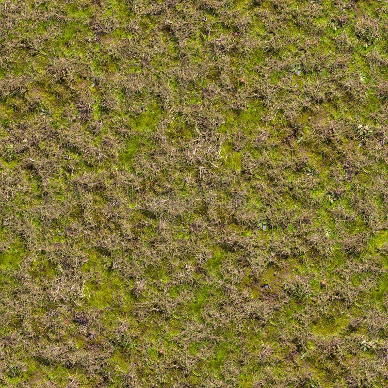 Grass with Moss. Seamless Texture. Stock Image - Image of swamp, green: 115786201