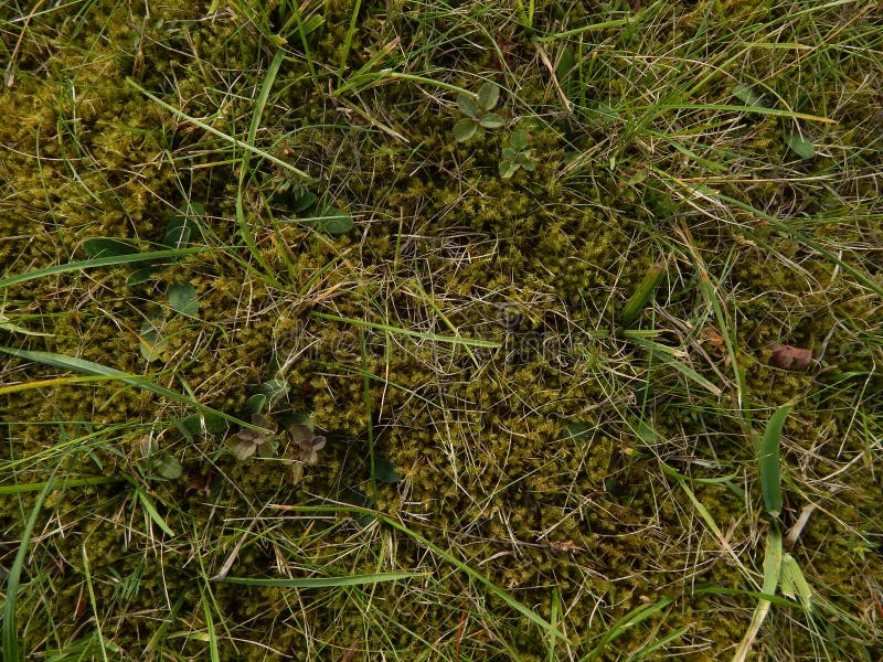 Grass and moss stock image. Image of natural, poking - 77565695