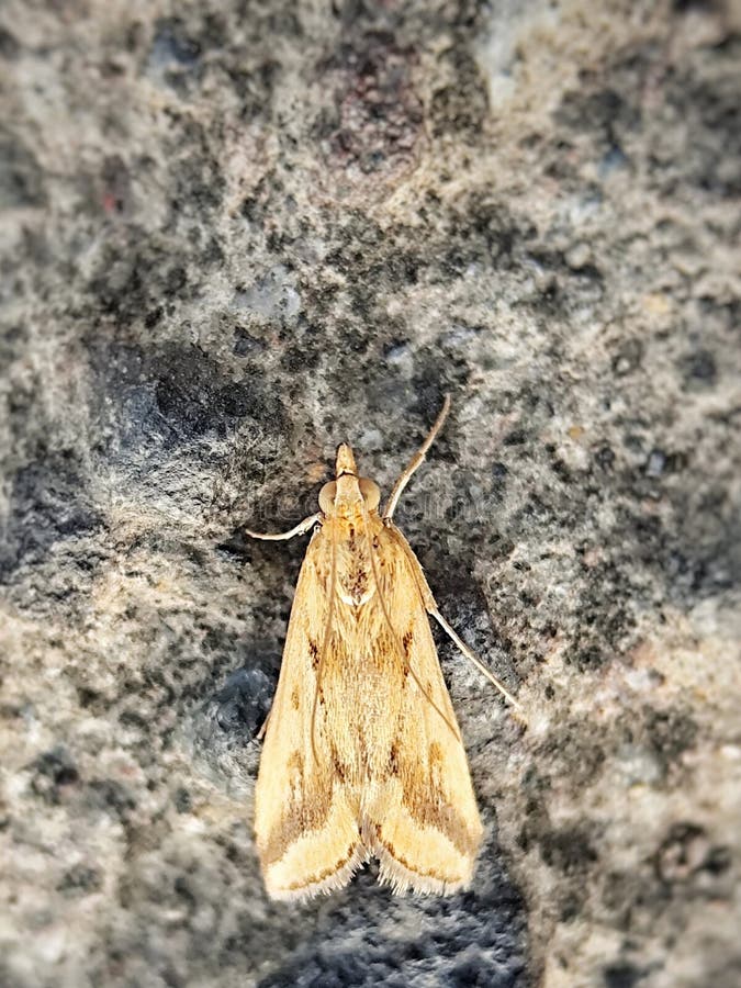 Grass Moth on the Middle of the Road Stock Image - Image of nature ...