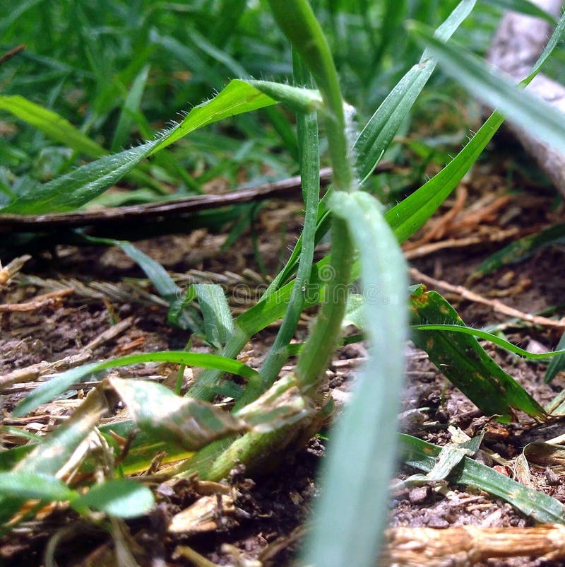 Grass stock photo. Image of grass, mother, sunny, fall - 96109714
