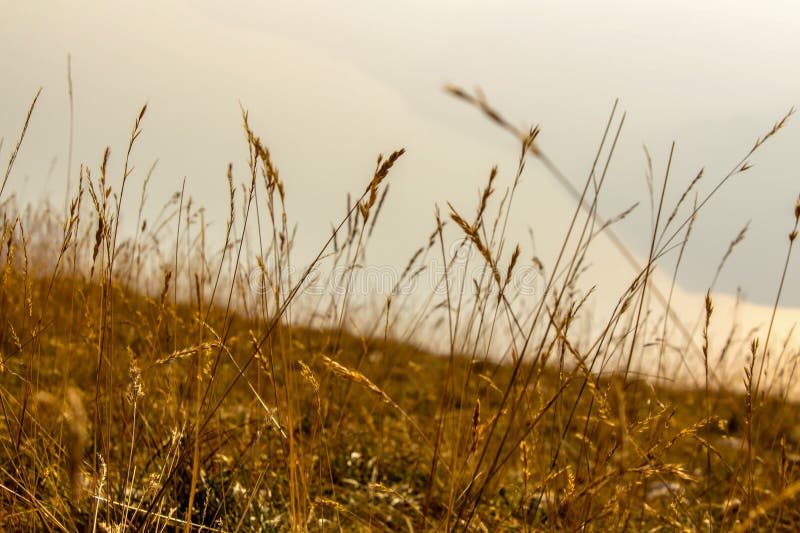 Grass on a Mountain Alpine Meadow Stock Image - Image of backgrounds ...