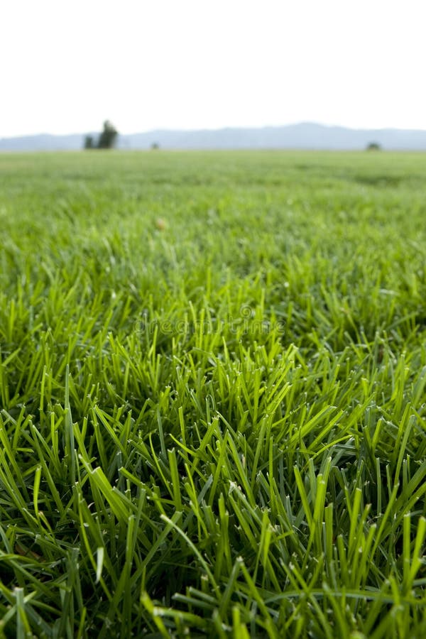 Grass with Mountain Horizon Stock Image - Image of yard, texture: 10602805