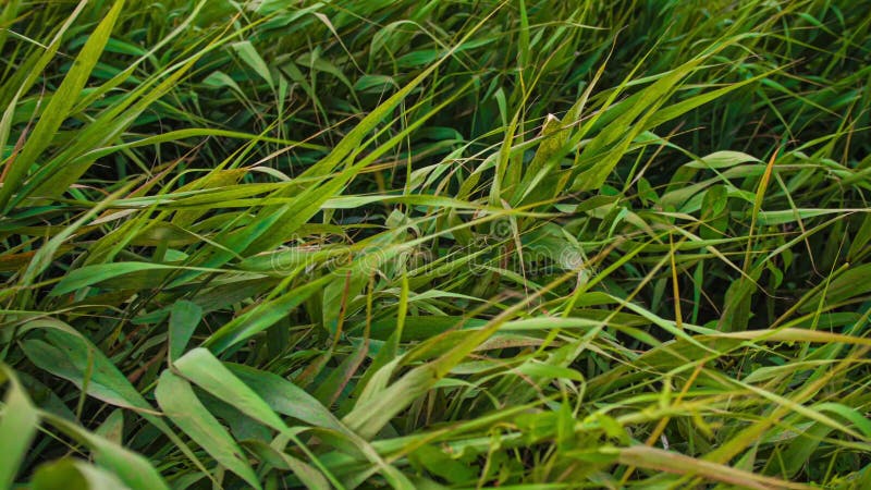 Grass movement texture stock footage. Video of background - 223106114