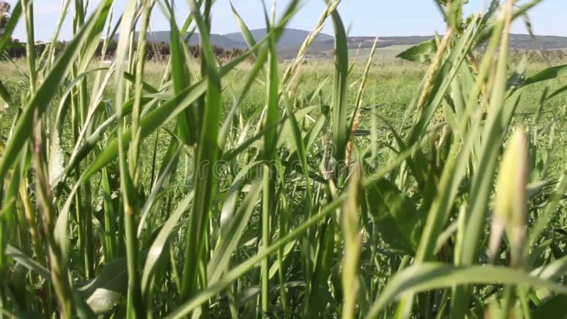 Grass Moving in the Breeze stock video. Video of field - 54046379