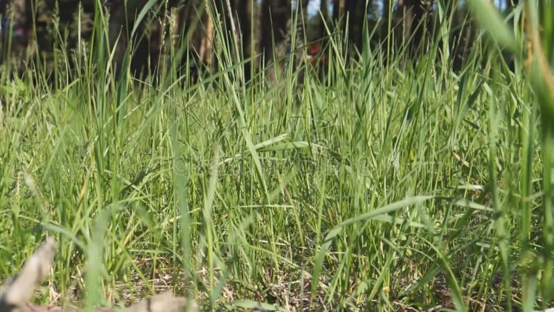 Grass Moving in the Wind Next To Sod House Slow Motion Stock Video ...