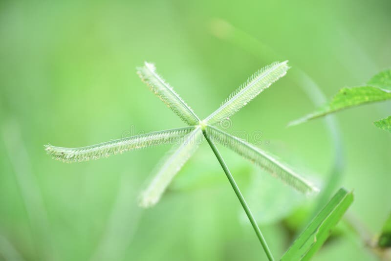 Grass stock image. Image of natural, micro, microphotography - 127085091