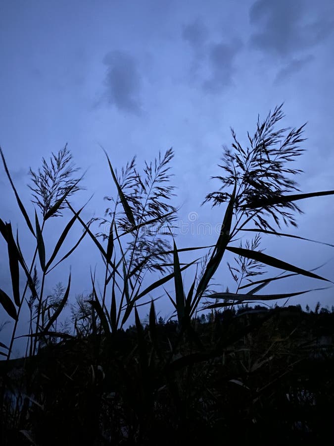 Grass in the moonlight stock image. Image of evening - 198900443