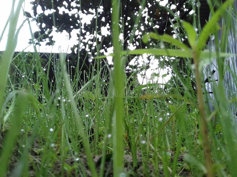 Grass stock image. Image of grass, nature, ghash, ghas - 154837077