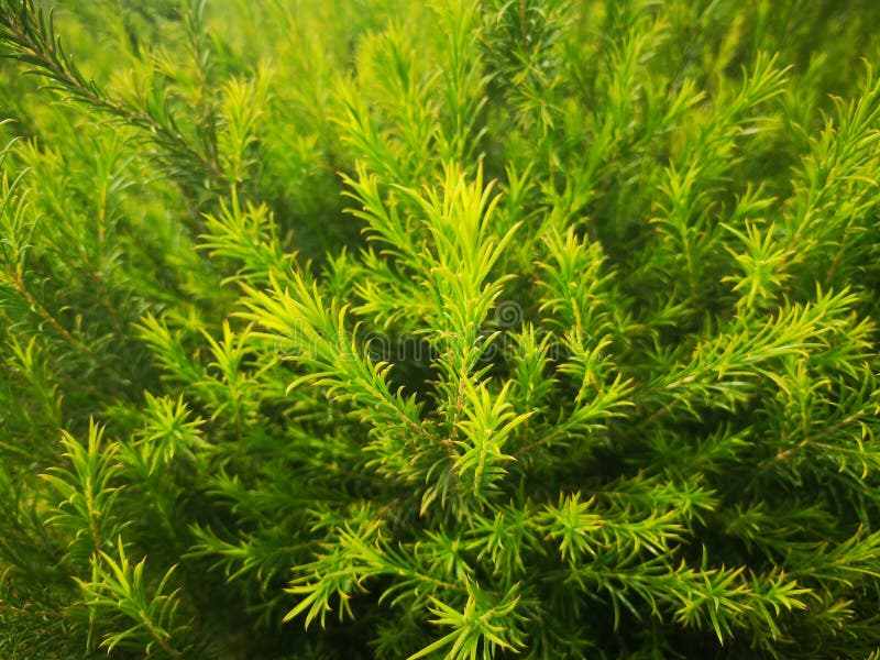 Grass Nature Greenery Plant Landscape Forest Bush Stock Photo - Image ...