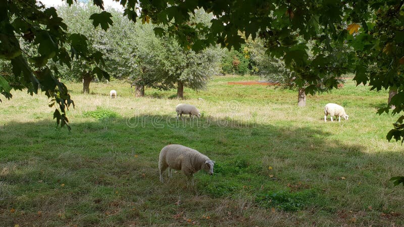 Sheep stock photo. Image of outside, sheep, nature, grass - 125971856