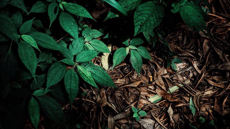 Magical Powers Grass Stock Photos - Free & Royalty-Free Stock Photos ...