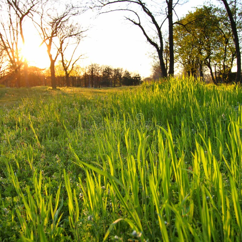 Grass stock image. Image of outdoors, trees, nature, sunshine - 30692535