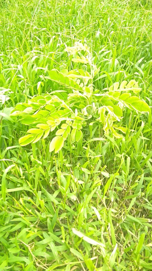 Grass stock image. Image of meadow, pick, evergreen - 187633537