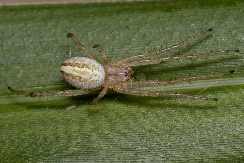 Grass Neoscona Spider stock photo. Image of entomology - 214660890