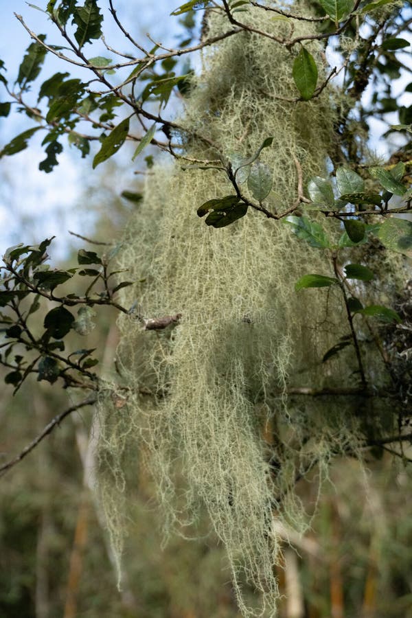 Grass Net Hanging on the Tree Branch Stock Photo - Image of summer ...