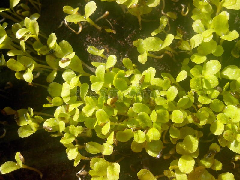 Good Craler Stock Photos - Free & Royalty-Free Stock Photos from Dreamstime