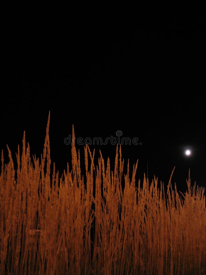 Grass Field At Night
