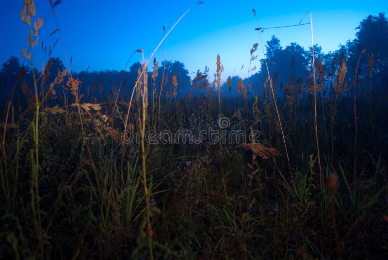 Grass in night stock photo. Image of horizon, dark, abstract - 39372114