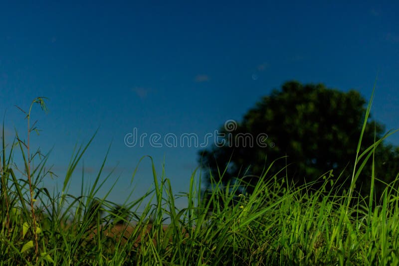 Grass at night in tree stock photo. Image of black, spooky - 78064252