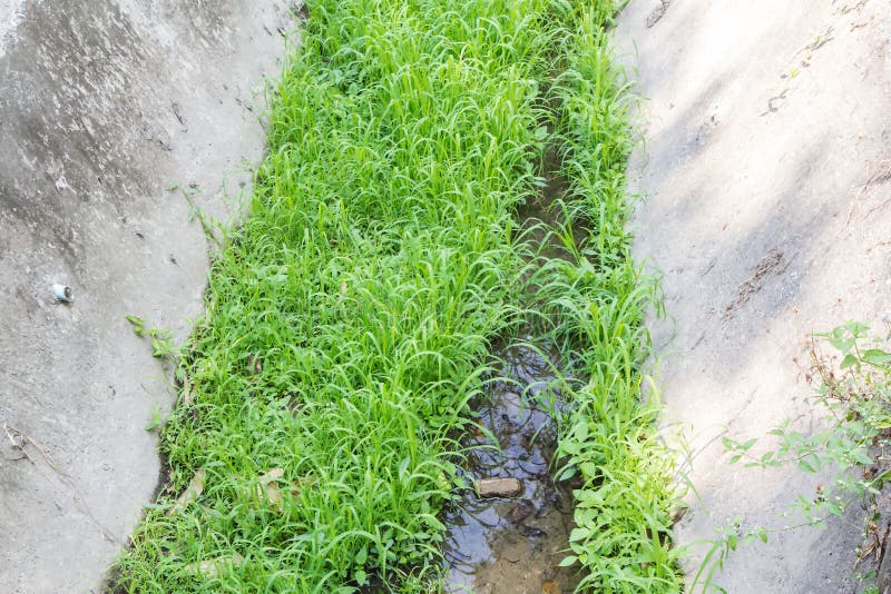 Grass in Old Drainage Channel Stock Image - Image of industrial, piled ...