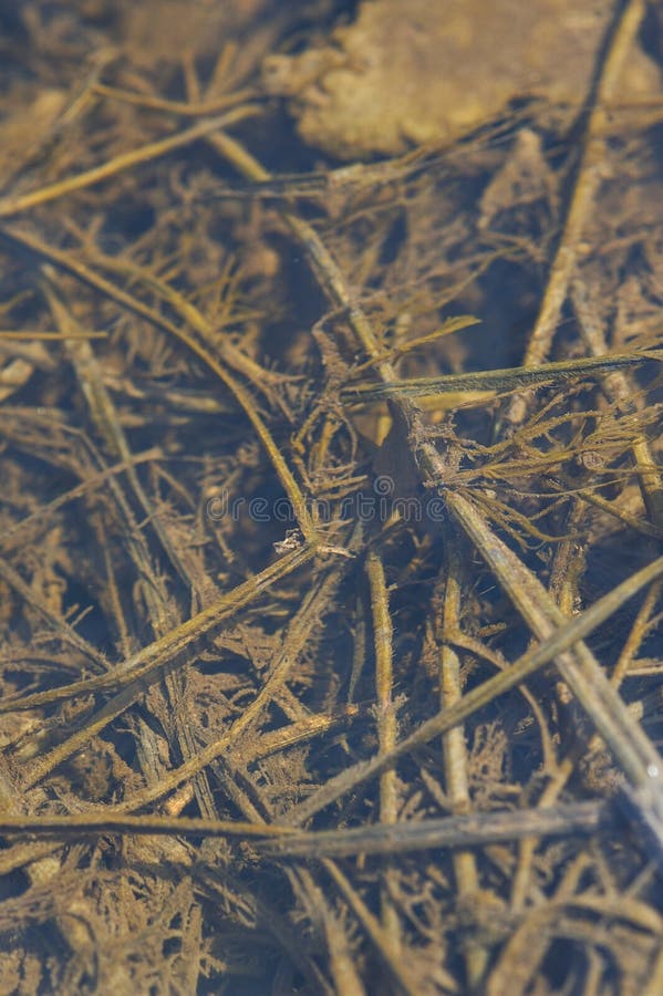 Grass with ooze stock image. Image of artistic, background - 116728125