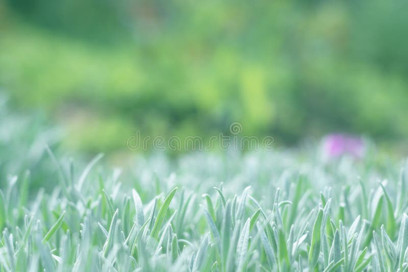 Grass in the open air stock photo. Image of event, landscape - 94255406
