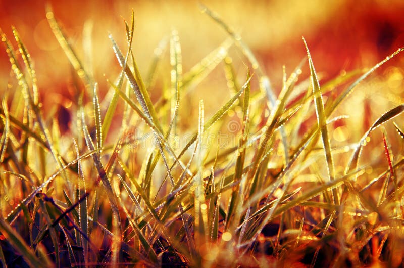 Water drops on a grass stock image. Image of outdoors - 32306315