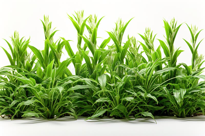 Grass and Other Plants in Soil White Isolated Cutout Element Stock ...