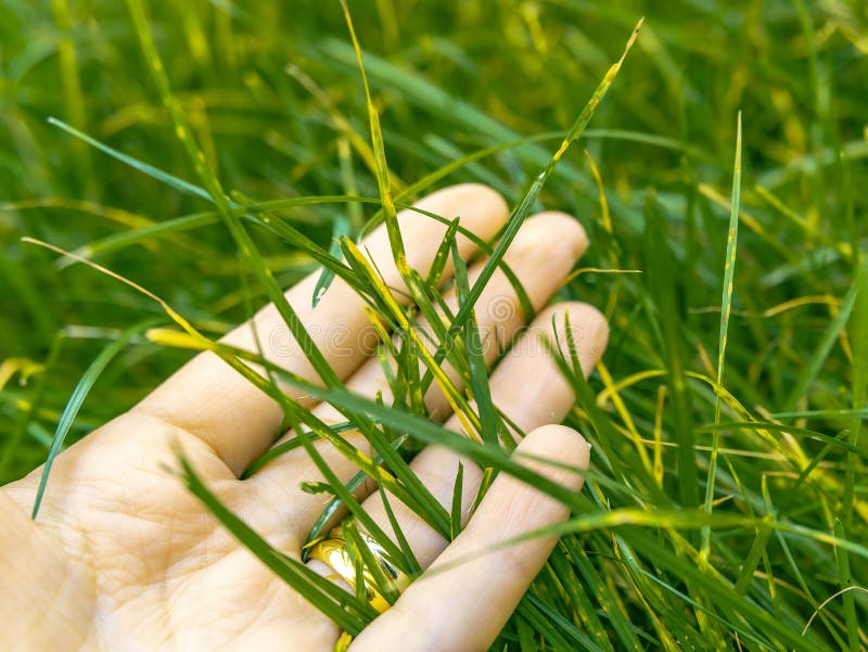 Grass Outdoor, Hand Touching Grass, Sunny Day Stock Photo - Image of ...