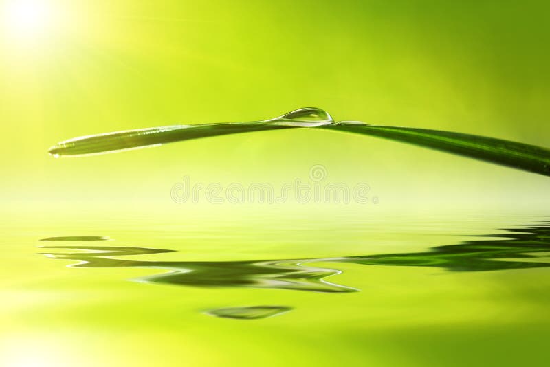 Grass over water stock photo. Image of forest, nature - 16845756
