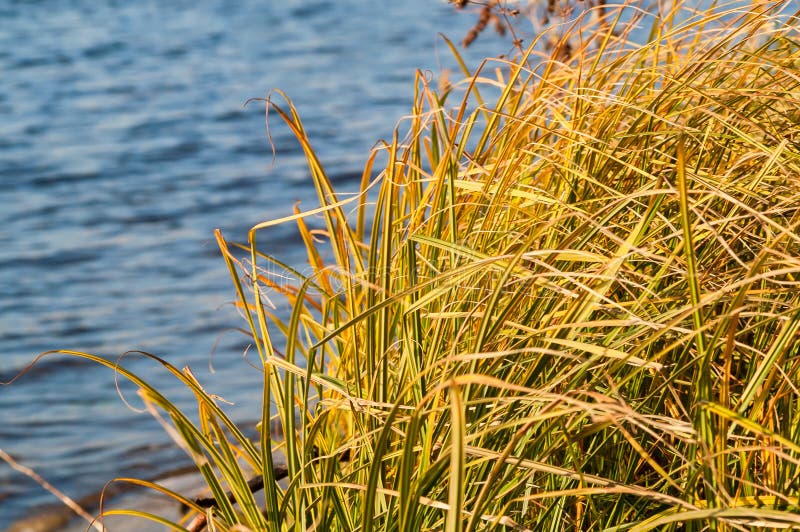 Grass over water stock photo. Image of fall, beautiful - 62694650