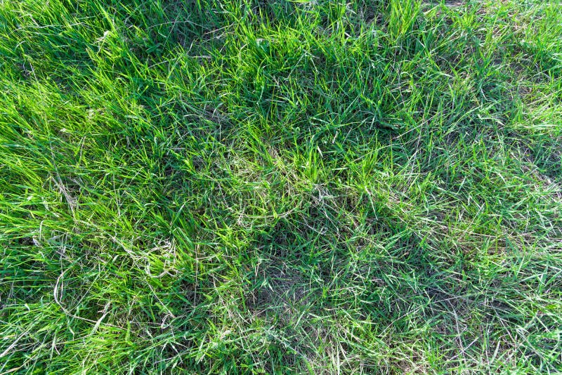 8,652 Grass Overhead Photos - Free & Royalty-Free Stock Photos from ...