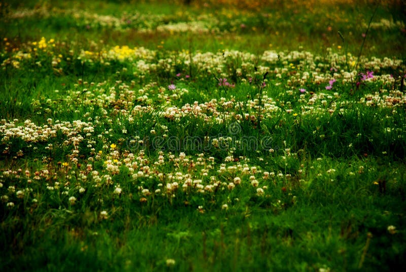 Grass paddock stock image. Image of peaceful, serene - 13516955
