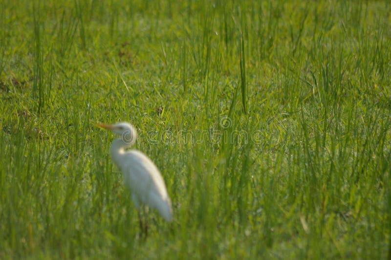 Grass on paddy field. stock photo. Image of paddy, animal - 179816526